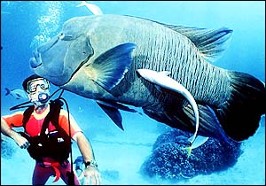 In Love of Animals, animal information, animal blog, animal blogs: Blue ...