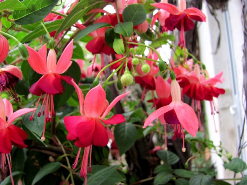 Garten-anders: Die Zeit der Fuchsien: ab August bis zum Frost