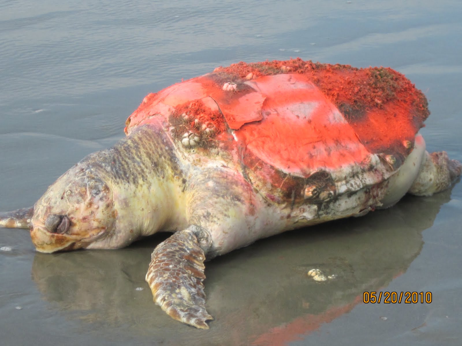 NORTH MYRTLE BEACH SEA TURTLE PATROL: Loggerhead Stranding