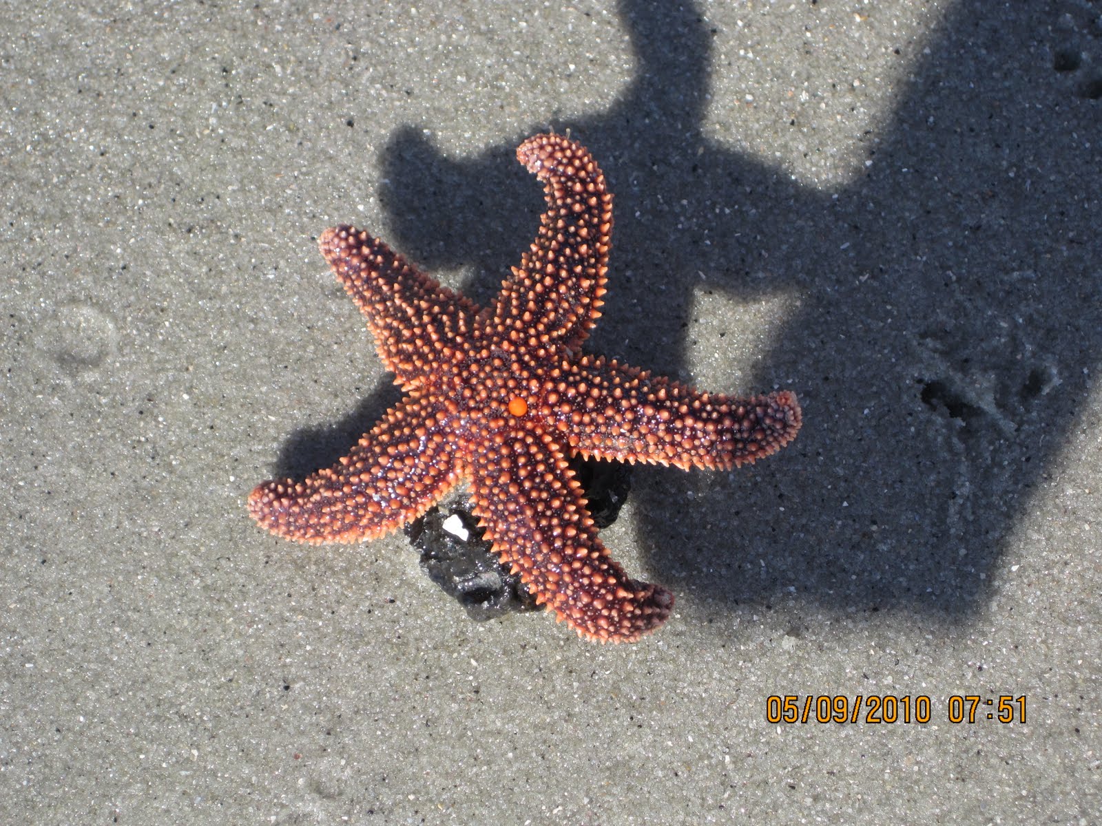 NORTH MYRTLE BEACH SEA TURTLE PATROL: Starfish
