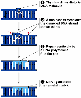 eptaQ: Perbaikan DNA