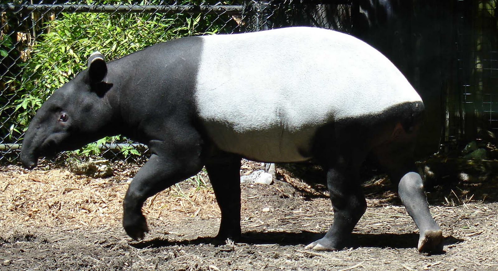 Magnolia Preparatory Academy: 6/20/10 - 6/27/10