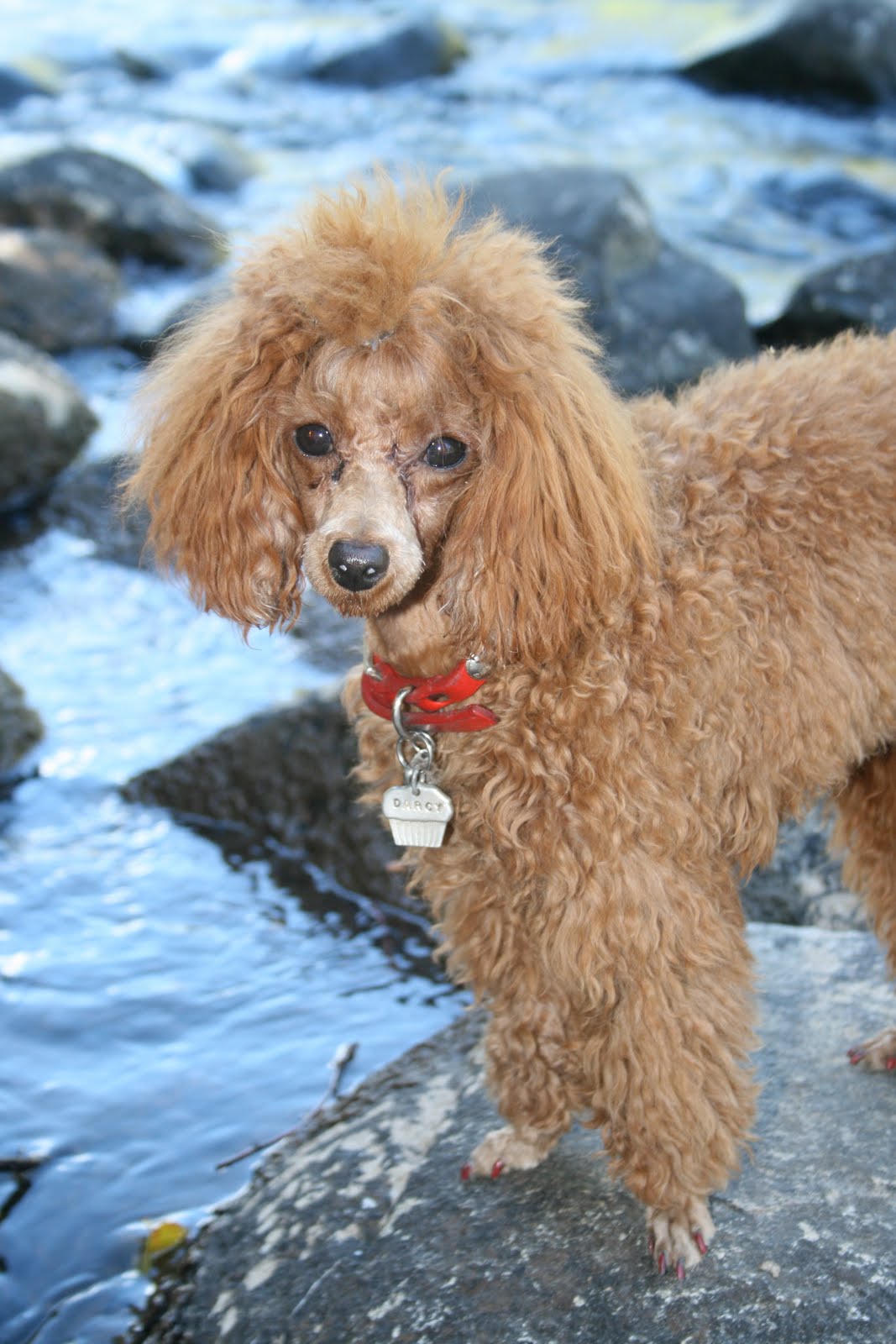 "Mom, can we have a puppy?"