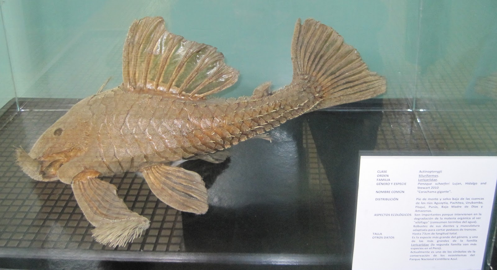 imagenes raras de animales