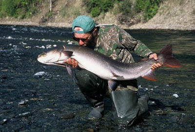 Flyfishing Russia: Tugur River - home of Siberian taimen