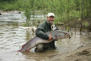 Flyfishing Russia: Good size Siberian taimen with a fly, Tugur River ...