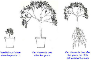 Words and Transgressions 3 - The Fallacy of Van Helmont's Tree