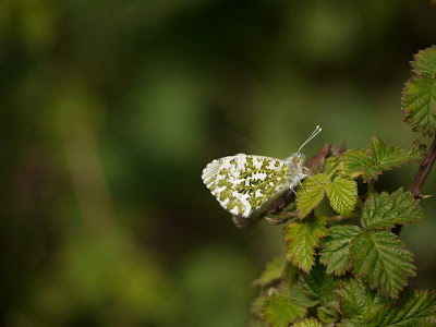 Walking in the country: Thatcham and the River Enborne