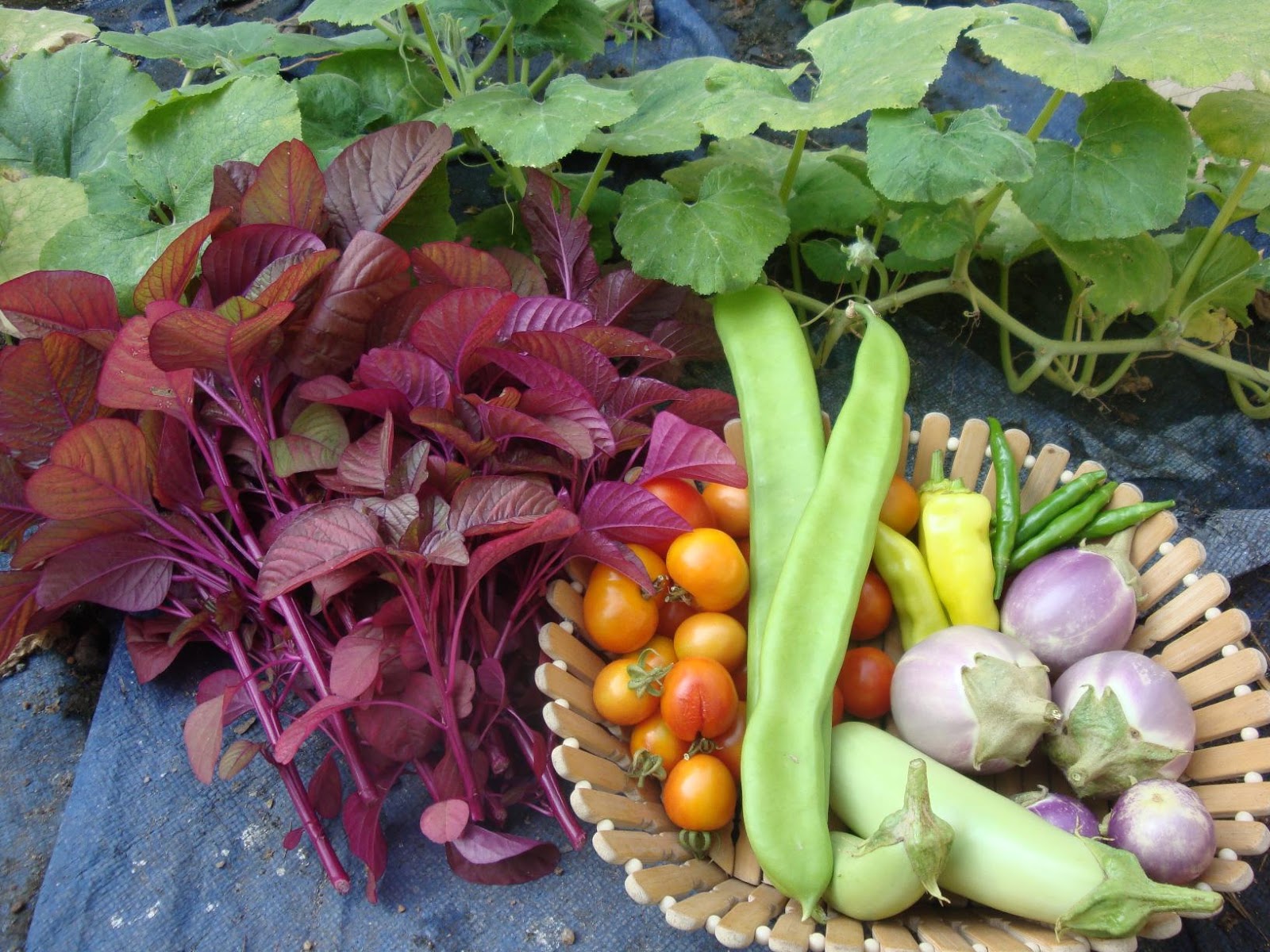 Organic micro farm and vegetable terrace garden : Second batch Harvest