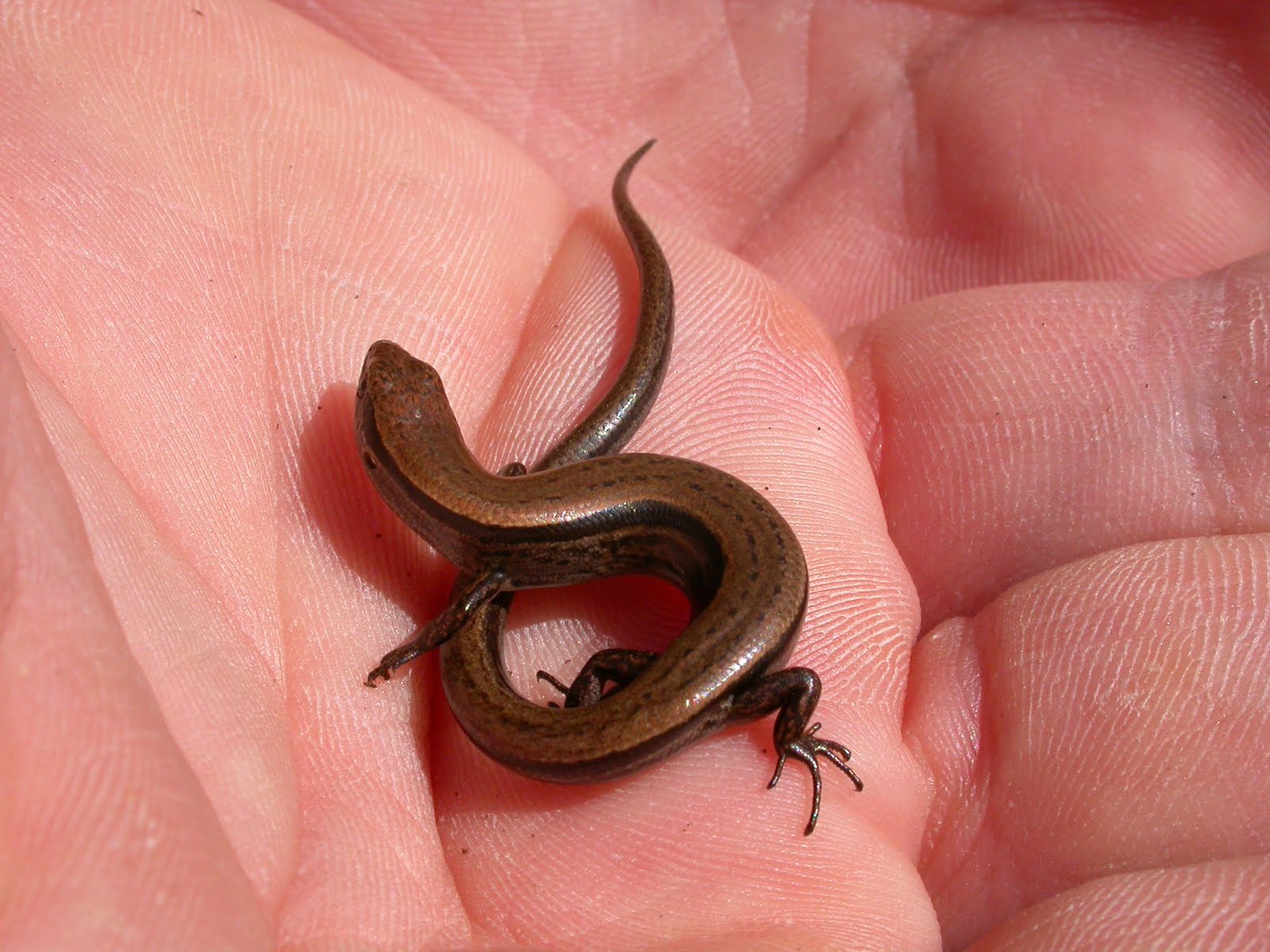 Through Handlens and Binoculars: Huzzah Highlights