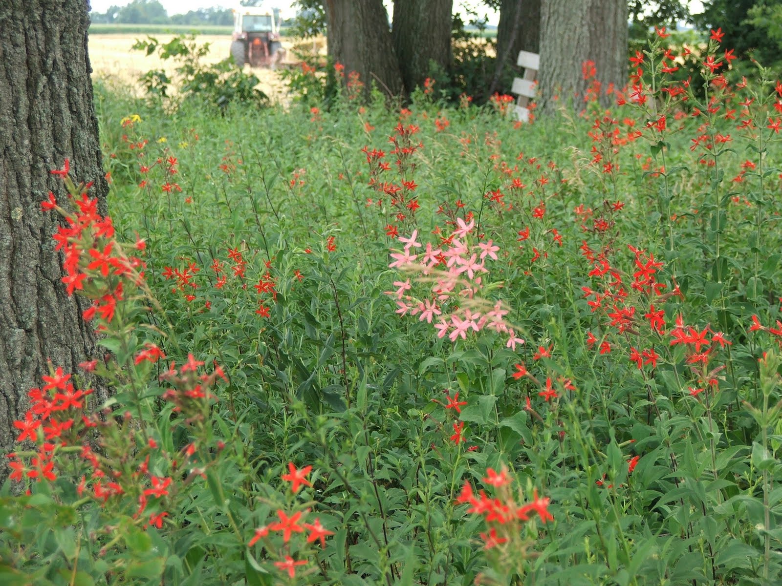 Silene regia - Alchetron, The Free Social Encyclopedia
