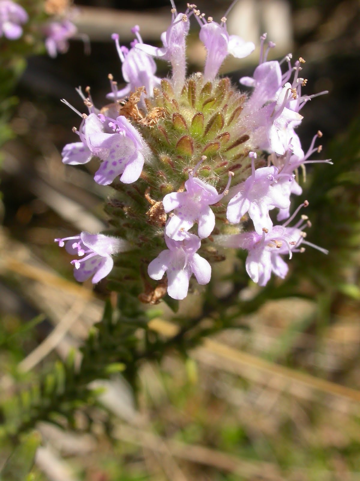 Get Your Botany On!: Piloblephis rigida