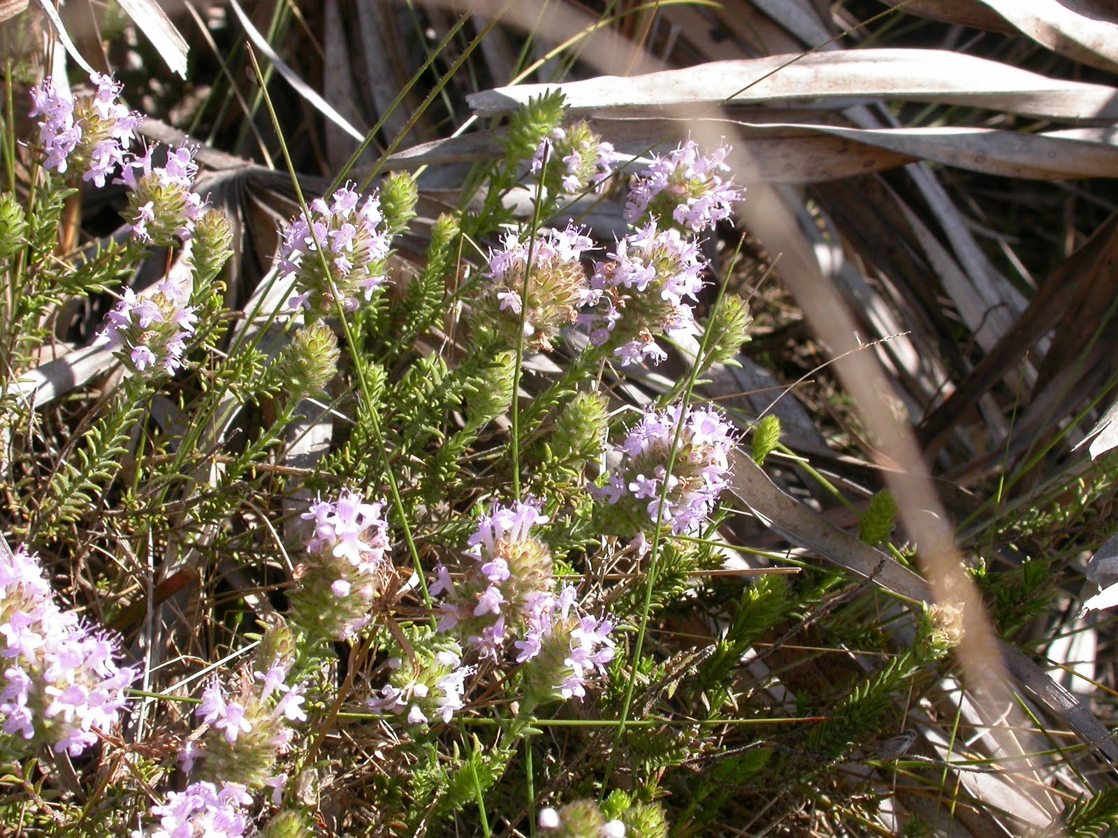 Get Your Botany On!: Piloblephis rigida