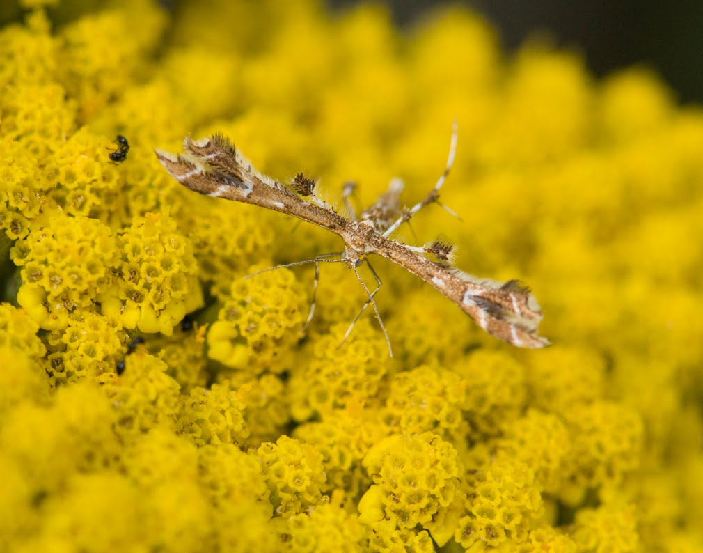 Nature Reporters: Beetles in "love", a weird moth and other insects