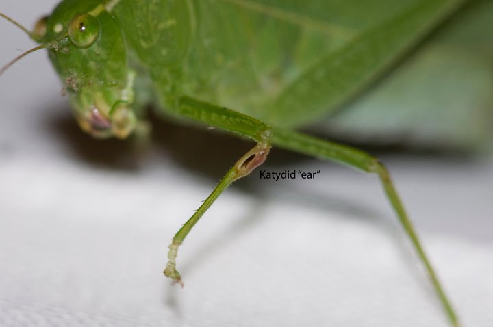 Nature Reporters: 2010-08-15