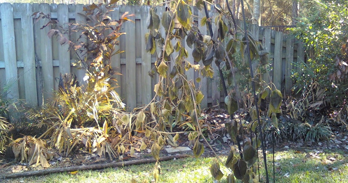 The Rainforest Garden: Thrilled at the Devastation