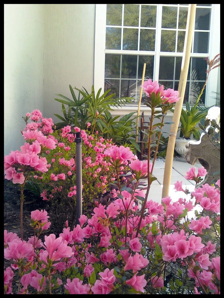 The Rainforest Garden: Plant Profile: Kurume Azaleas