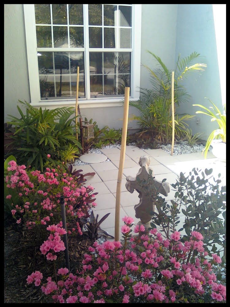 The Rainforest Garden: Plant Profile: Kurume Azaleas