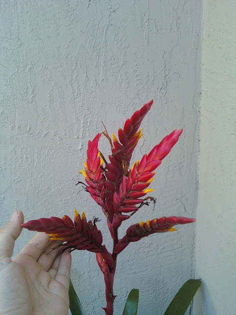 The Rainforest Garden: My bromeliad garden is oblivious to the season
