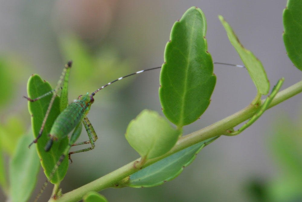 The Rainforest Garden: Snails, Katydids and Lizards!