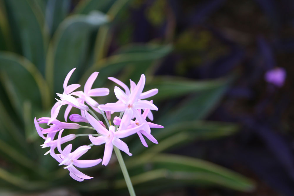 The Rainforest Garden: Bloom day!