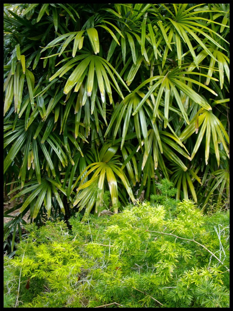 The Rainforest Garden: Plant Profile - Lady Palm, Rhapis Excelsa