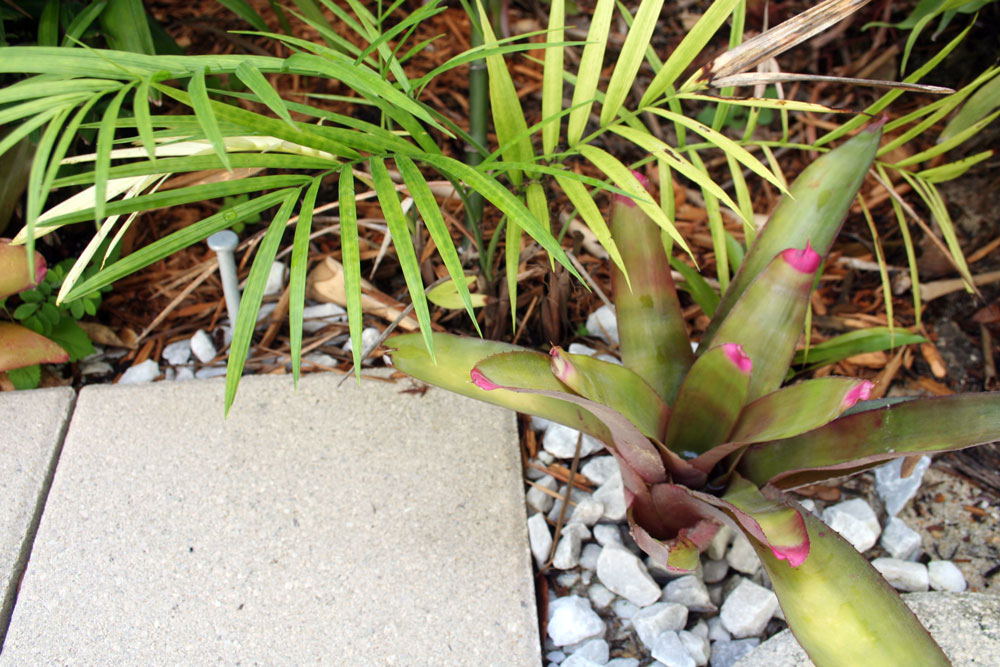 The Rainforest Garden: Neoregelia Bromeliads in Full Sun? Growing Tips.