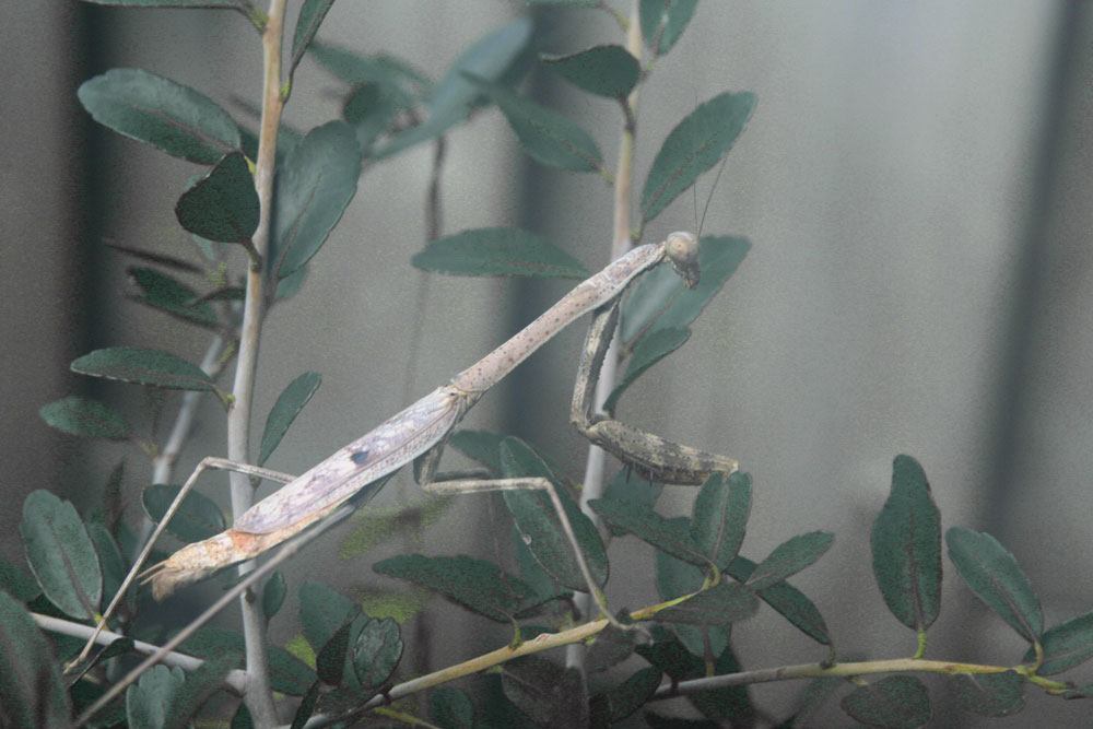 The Rainforest Garden: Zorak the Mantis