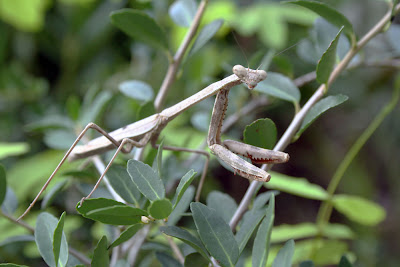 The Rainforest Garden: Zorak the Mantis