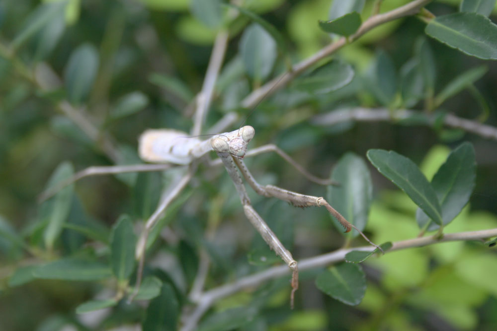 The Rainforest Garden: Zorak the Mantis