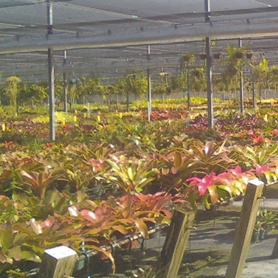 The Rainforest Garden: Tropiflora: The Best Source for Bromeliads!