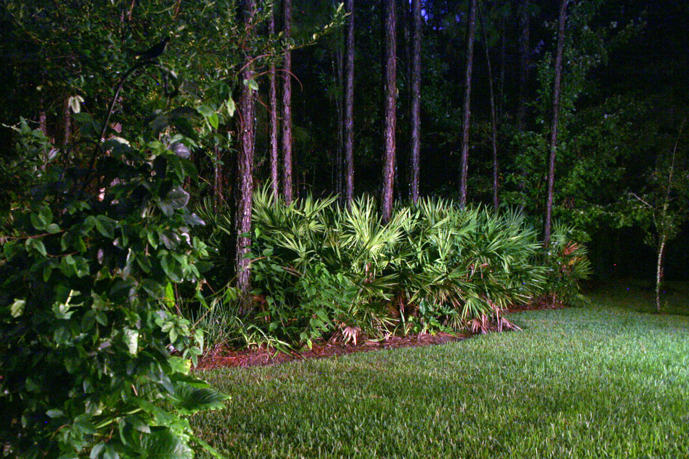 The Rainforest Garden: Photos of the Garden at Night