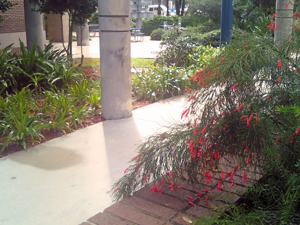 The Rainforest Garden: Plant Profile: Firecracker Plant