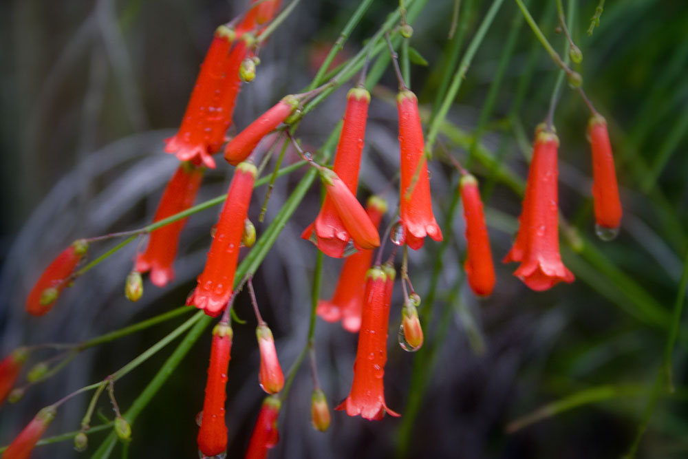 The Rainforest Garden: Plant Profile: Firecracker Plant