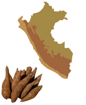 Yaconcito y el Biocomercio :D: Qué es el Yacón?