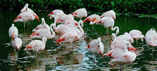 clases de aves: caracteristicas de las aves