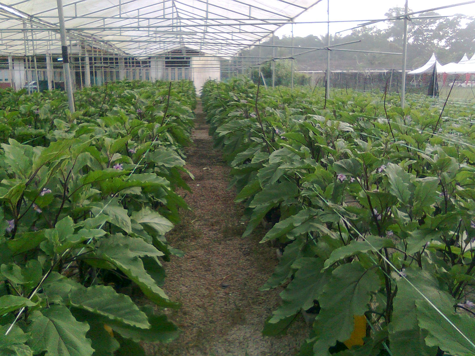 FERTIGASI BERKAT MAJU: POKOK TERUNG MULA BERBUAH