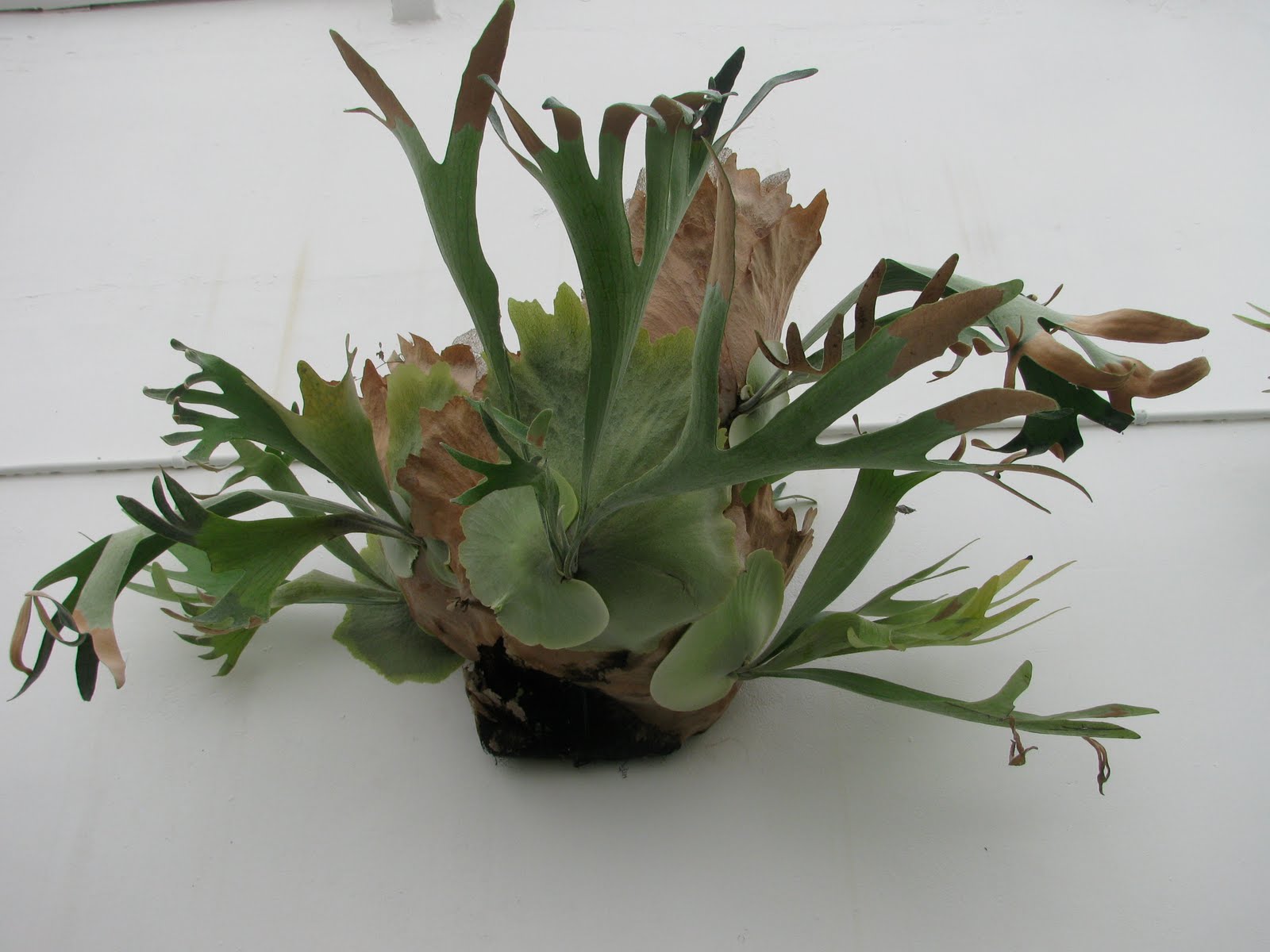 we gathered in spring: Strange Plants
