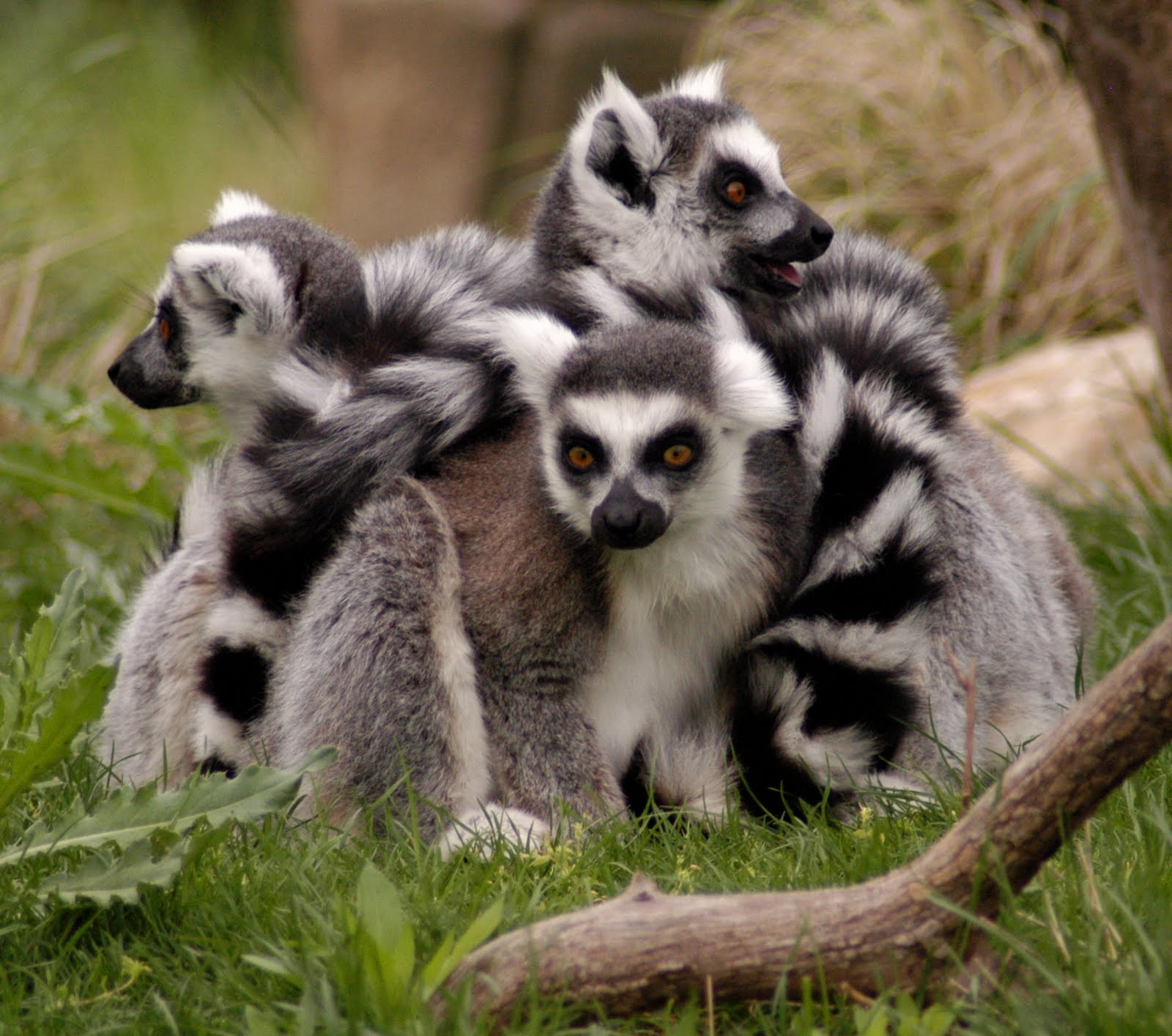Lemurs: Lemurs Rock!