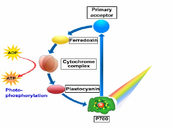 BIOLOGY FORM 6: Light Reaction in Photosynthesis