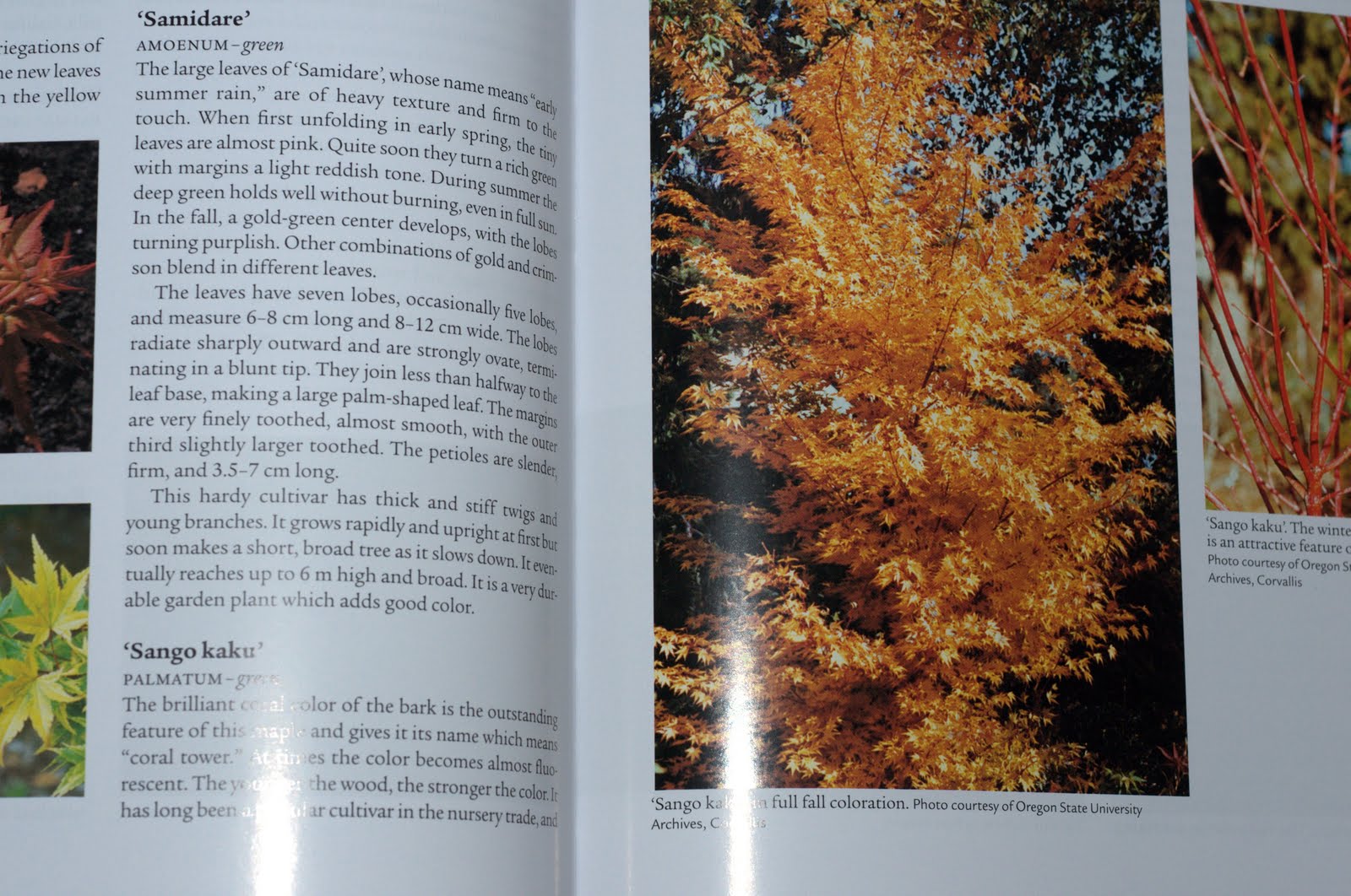 Koi Garden: Japanese maples by JD Vertrees book review