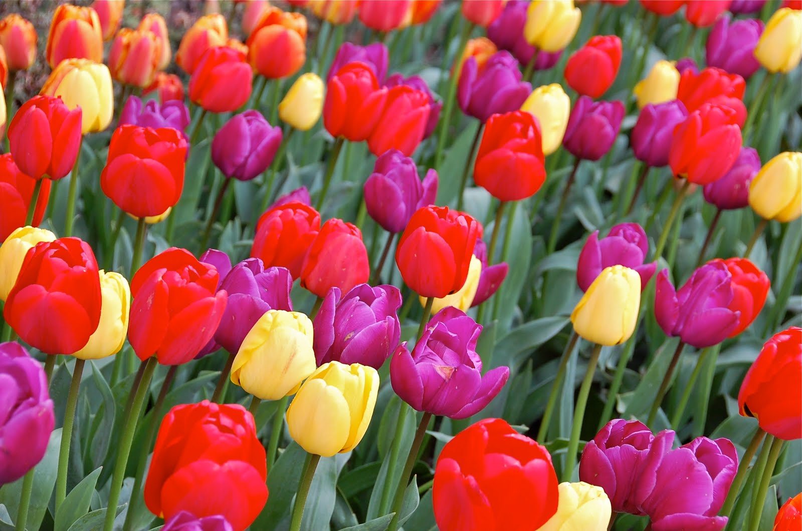 Travels with L (and sometimes Z & F): Skagit Valley Tulip Festival