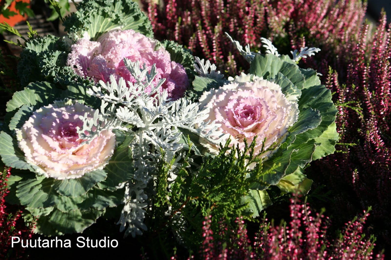 Sarin puutarhat: Sisäkukkien luonnonmukainen lannoite