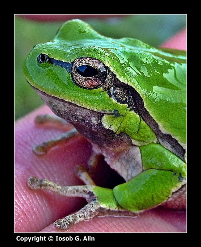 Lynnu sp. (species): Hyla arborea sau Brotacelul