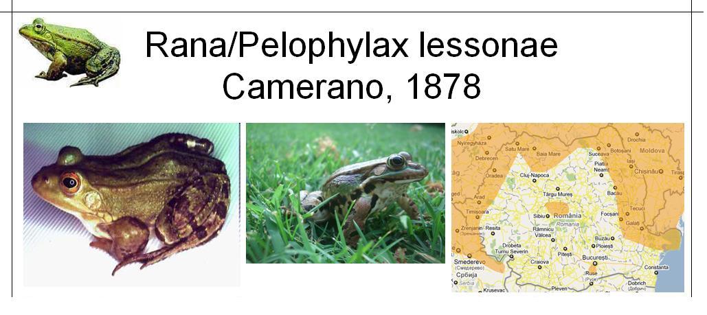 Lynnu sp. (species): Biodiversitatea amfibienilor din Romania