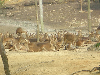 Farm Best: Daging Rusa untuk Dijual