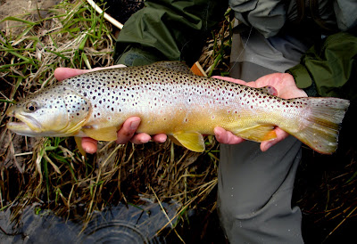 Know Your Trout | Michigan Sportsman - Online Michigan Hunting and ...