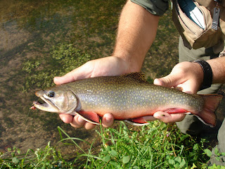 Wisconsin Driftless Area Tiger Trout - Salmon & Trout - Salmon & Trout ...