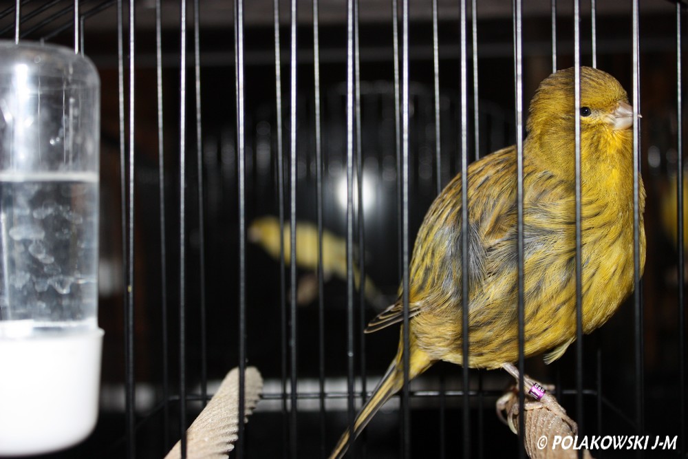 Mundo dos Canários: Border Fancy