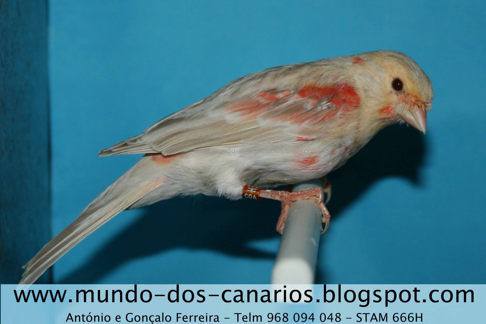 Mundo dos Canários: Isabel Vermelho Mosaico, Juvenil 2010